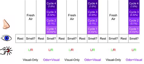 Olfactory Fmri Paradigm Each Intensity Of Lavender Was Presented 3
