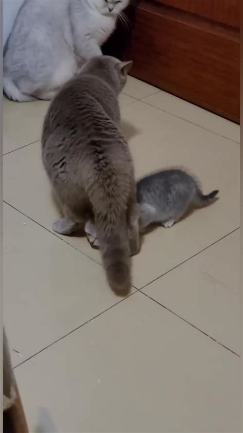 Cats Viral Funny Video One News Page Video