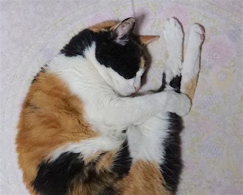 猫は丸くなる 三毛猫ありちん日記 楽天ブログ