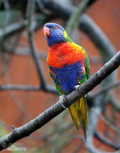 Rainbow Lorikeet Photos Rainbow Lorikeet Images Nature Wildlife