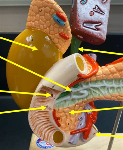 Internal Organs Diagram Quizlet