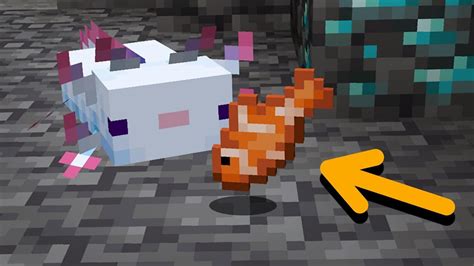 Axolotl Minecraft Ăn Gì Các Loại Hiếm Nhất Cách Nuôi Cho Ăn