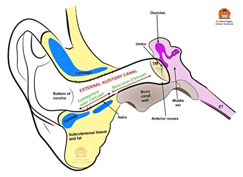External Ear Anatomy High Yield Revision For Ent Exams And Clinical Practice Dr Rahul Bagla