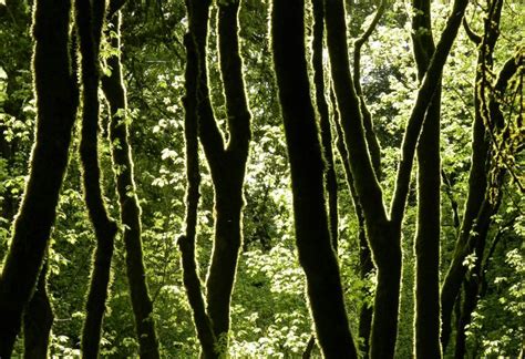 Measuring Tree Biomass Traditional Methods For Calculating Carbon