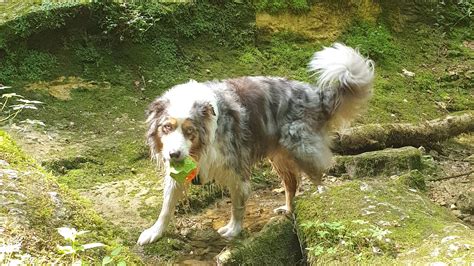 Les Besoins Du Chien L Esprit Raiden