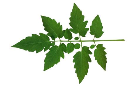 Tomato Leaf Texture