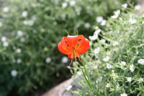 Wildflowers Of Steppes In Mongolia 2024 Rove Me