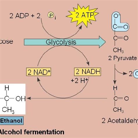 Alcohol Fermentation Releases Co2 As A Byproduct In Addition To