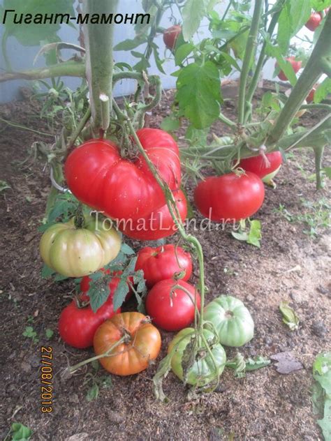Томат Гигант-мамонт: описание сорта, отзывы, фото | tomatland.ru