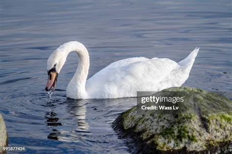 Woss Photos And Premium High Res Pictures Getty Images