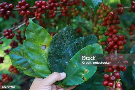 Researchercoffee Plantationharvesting Robusta 및 Arabica 커피 열매를 농업 학자의 손에 의해 수확하는 농장에서 커피 잎의 식물