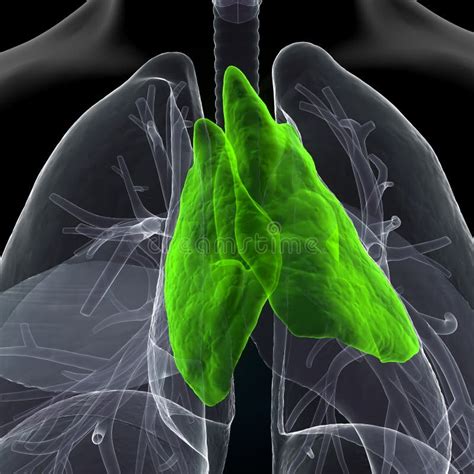 3d Illustration Of Human Body Lungs Anatomy Stock Illustration