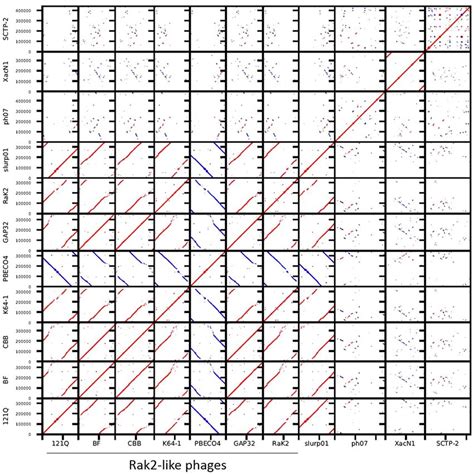 Genome Comparison Among Eleven Xacn1 Related Phages Red And Blue Lines