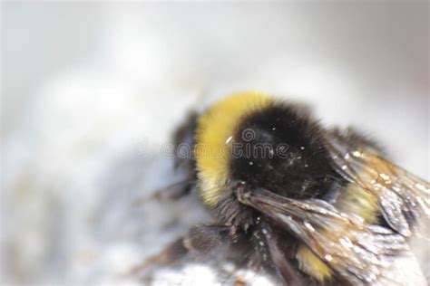 Close Up Photo Of A Yellow And Black Bumblebee Stock Image Image Of