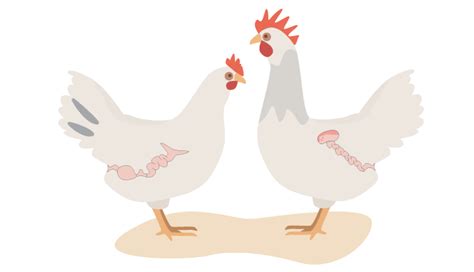 How Do Chickens Mate With Pictures And Videos Chicken Fans
