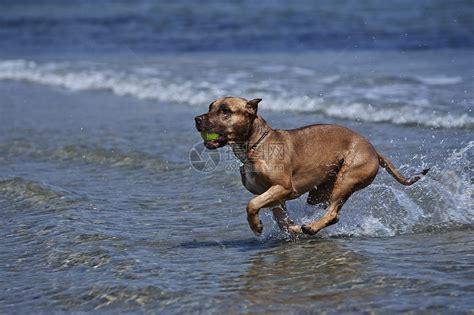 拳击犬拳击手喜悦宠物猎犬警卫动物训练海滩跑步幸福高清图片下载 正版图片320535745 摄图网