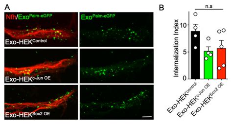 Figure S3 Internalization Of Hek Derived Exosomes By Drg Neurons A