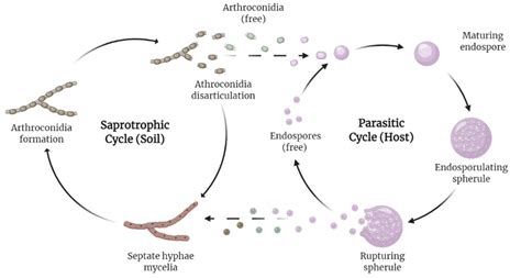 Coccidioidomycosis Encyclopedia Mdpi