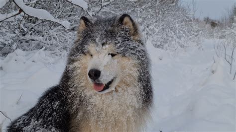 Alaskan Malamute Wallpapers 43 Images Wallpapercat