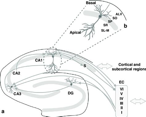 Hippocampus Diagram