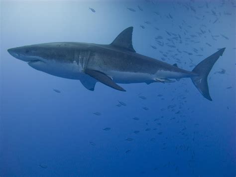 Ausgewachsener Männlicher Weißer Hai Foto And Bild Tiere Wildlife Fische Bilder Auf Fotocommunity