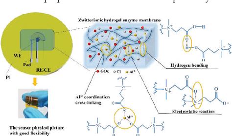 Figure 1 From A Flexible Glucose Sensor With Anti Swelling And Conductivity Zwitterionic