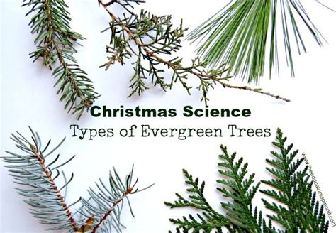 Types Of Evergreen Trees Types Of Evergreen Trees Evergreen Trees