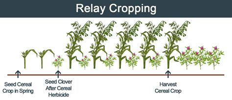 Relay Cropping A Plant Diversity Company