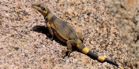 Lizard Digestive System How Lizards Eat Insects