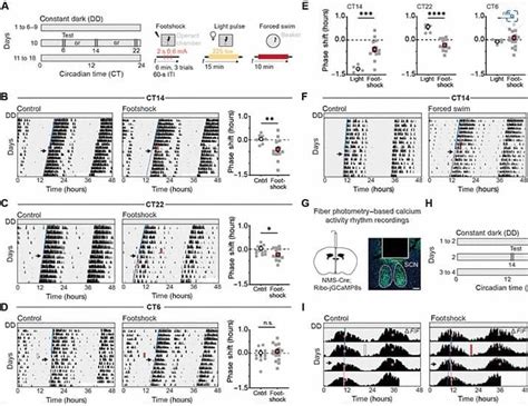 A Stress Sensing Circuit Signals To The Central Pacemaker To Reprogram