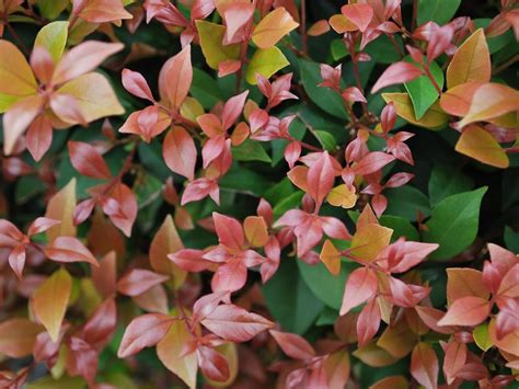 Lilly Pilly Dwarf Allyn Magic Plants For Spaces