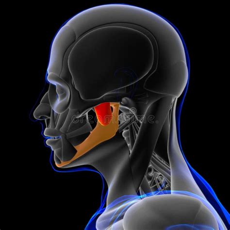 Masseter Deep Muscle Anatomy For Medical Concept 3d Stock Illustration