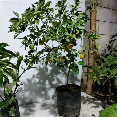 Jual Jeruk Sonkit Buah Lebat Shopee Indonesia