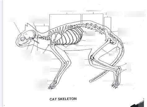 Cat Skeleton Diagram Quizlet