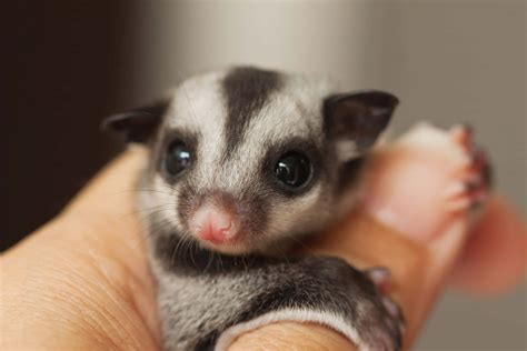 Download A Playful And Curious Sugar Glider