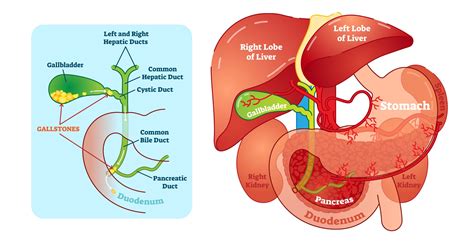 Differences Between Liver Bile And Gallbladder Bile Overall Science