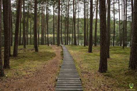 Bory Tucholskie Top Atrakcje I Szlaki Co Warto Zobaczy