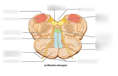 Exercise 9 Medulla Oblongata Transverse Section Diagram Quizlet