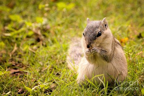 Playful Squirrel Photograph By Vijay Sonar Fine Art America