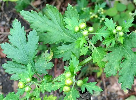 キク科アワコガネギク泡黄金菊 奥行き1mの果樹園