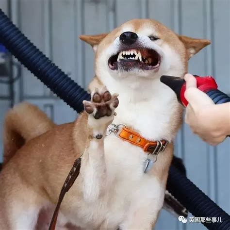 柴犬居然是基因最接近狼的狗这货的狼性是被狗吃了嘛？！ 知乎