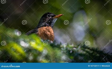 American Robin Stock Image Image Of Environment Migrant 167122111
