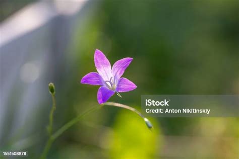 피는 라일락 Campanula 여름 매크로 사진에서 녹색 배경에 꽃을 피운다 0명에 대한 스톡 사진 및 기타 이미지 0명