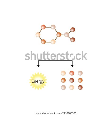 Catabolism Process Breaking Down Complex Macromolecules Stock Vector