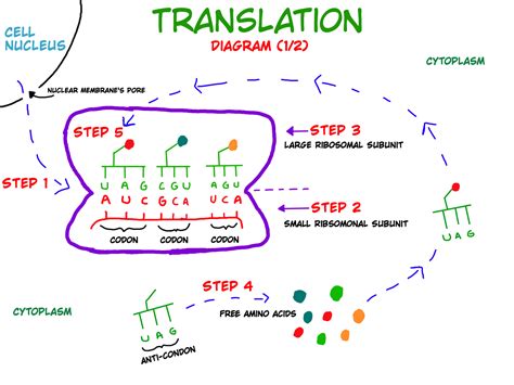 Biology Translation Steps And Function