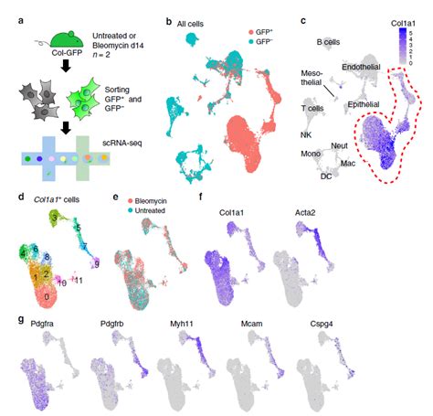 一篇NC文献部分复现小鼠正常肺和纤维化肺细胞的 scRNA seq 分析 腾讯云开发者社区 腾讯云