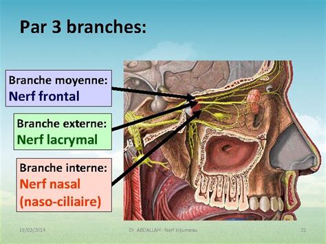 V Nerf Trijumeau Dr A Abdallah Laboratoire Danatomie