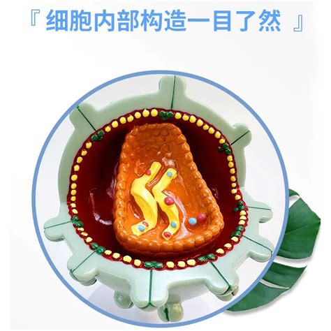 Hiv Cell Model Human Teaching Cytopathy Model Hiv Cell Structure