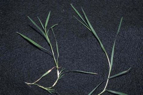 Most Common Wetland Grasses Rushes And Sedges Flashcards Quizlet