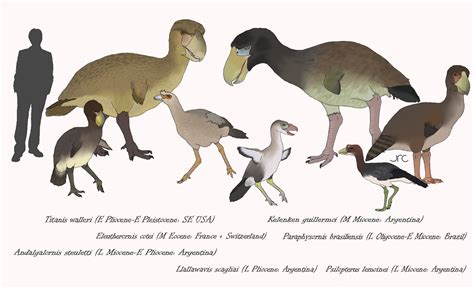 109 Best Terror Bird Images On Pholder Naturewasmetal Ark And